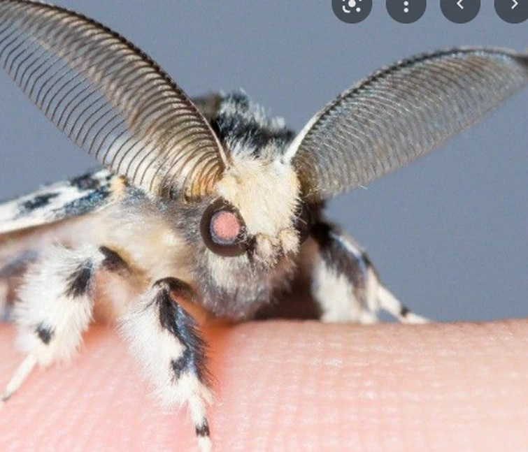 I want a giant fluffy moth dragon... | Fandom