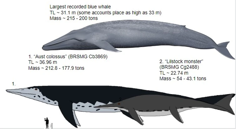 Have you ever heard of these speculative ichthyosaurs? | Fandom