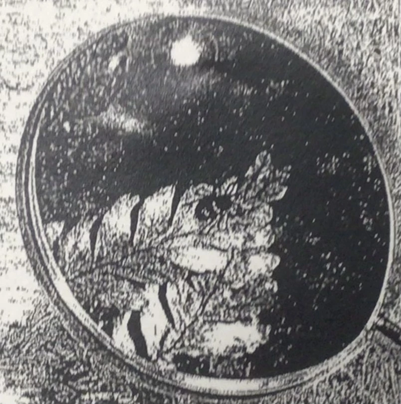 New species of Glaggle? | Fandom