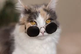 I joined the cat cult | Fandom