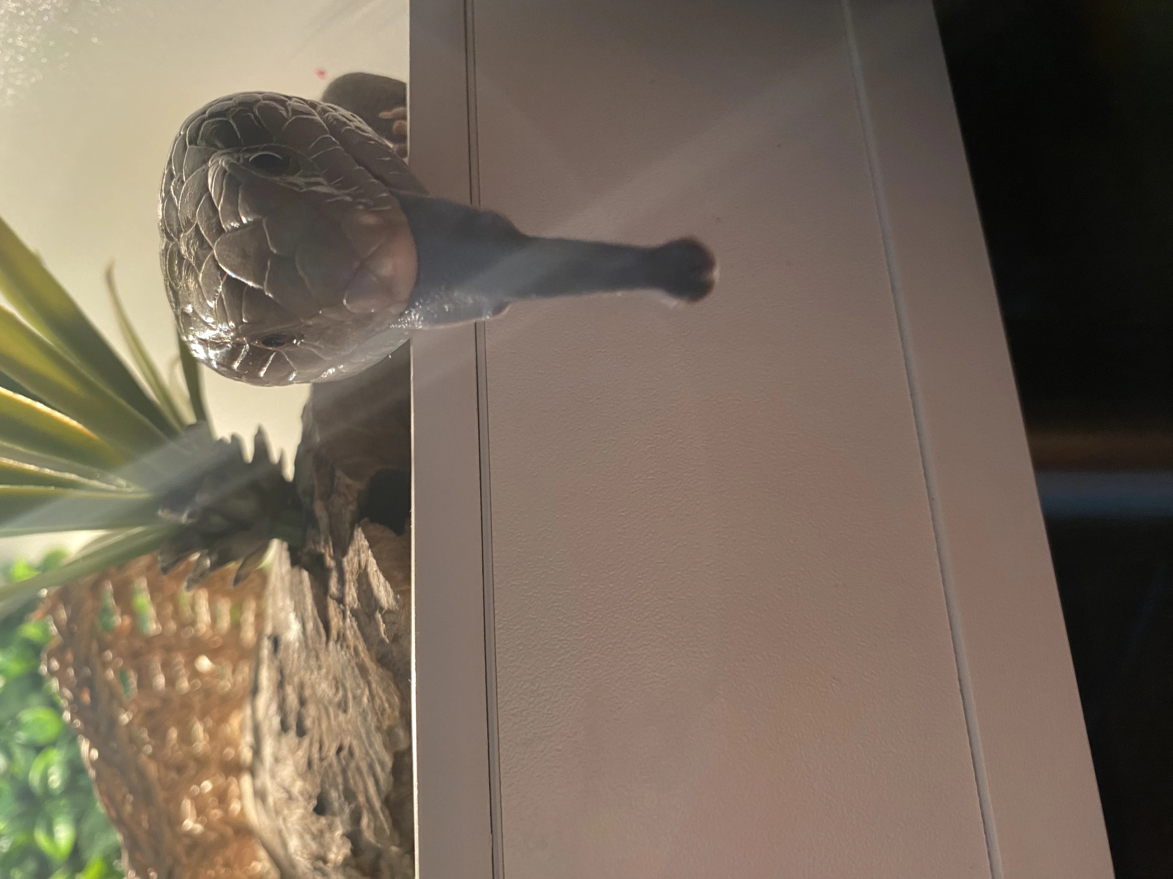 who's this silly lizard trying to escape his terrarium 🤔 | Fandom