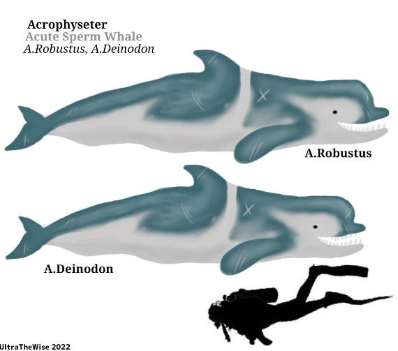 WHALES OF THE DAY (Acrophyseter | Fandom