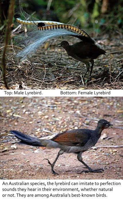 Lyrebird (concept) | Fandom