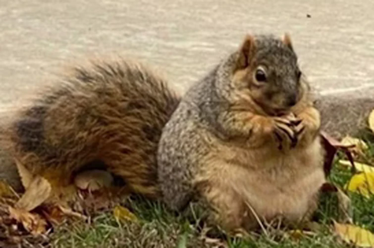 anyone want to hug the big squirrel? | Fandom