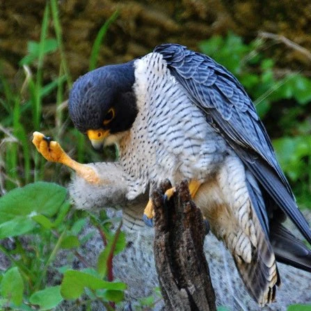 for what reason was the falcon even doing this | Fandom