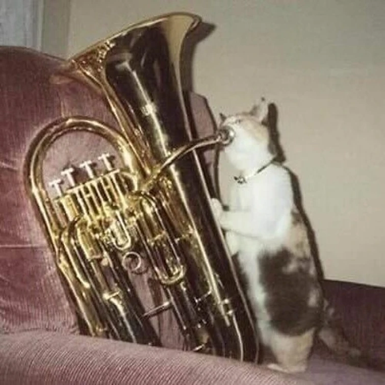 Discuss Everything About Silly Cat TV Series Wiki | Fandom