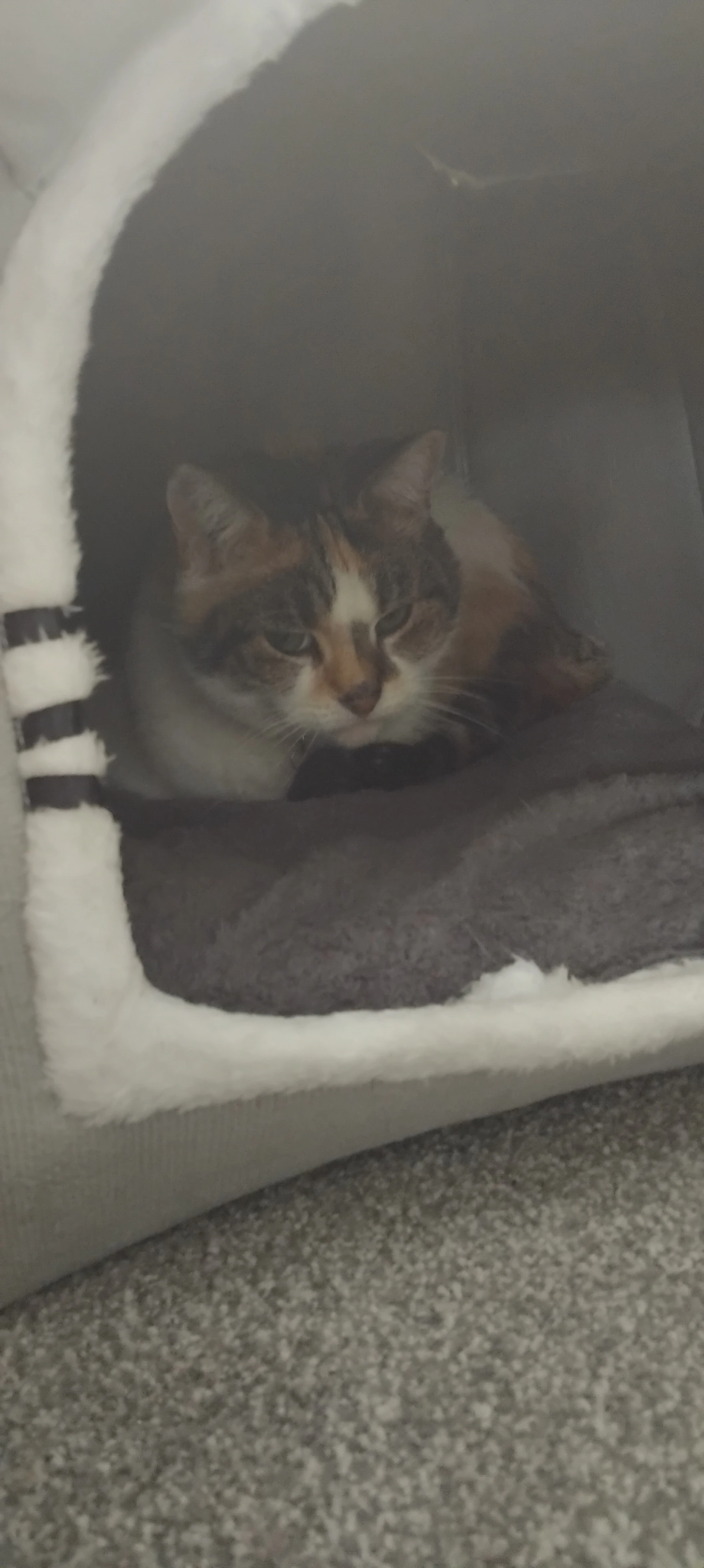 Epic Catalizt Leak | Fandom