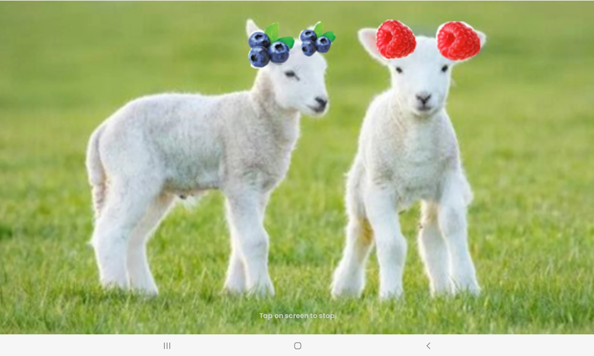 Yogurt sheep but they're actually sheep | Fandom