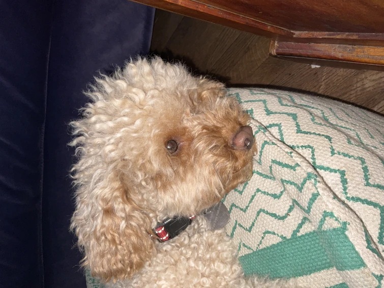 Every single doggo moment out there | Fandom