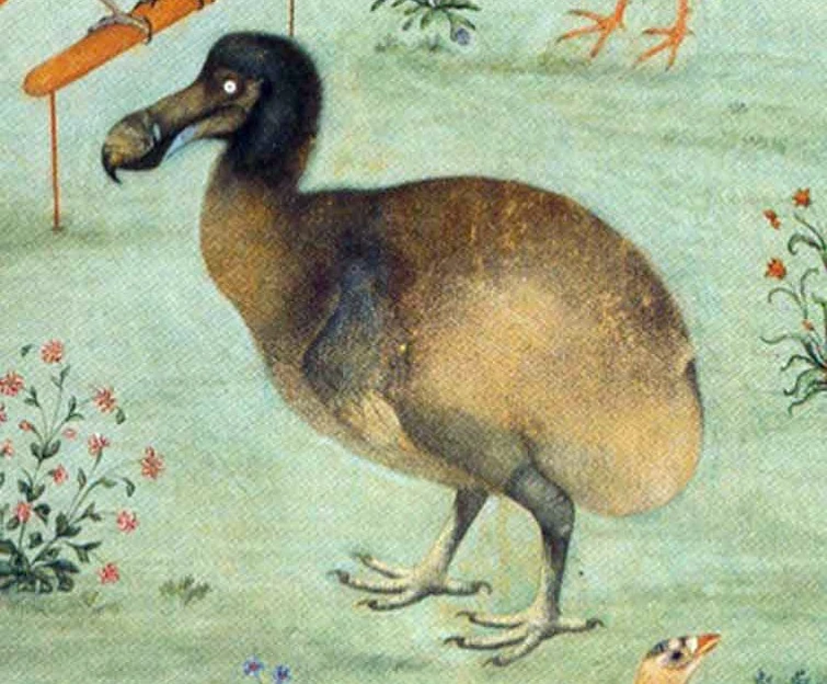 Dodo had enough | Fandom