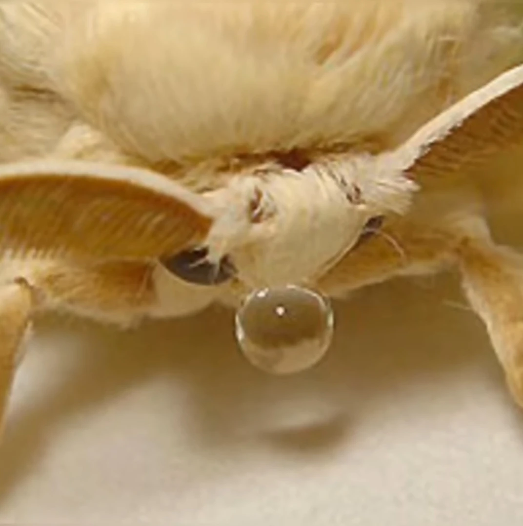 What creature should I use for a Mosquito + Moth CoS Oc? | Fandom