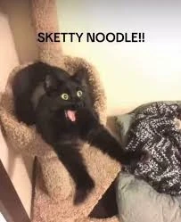 SKETTY NOODLE!!! 🍜 😍 | Fandom