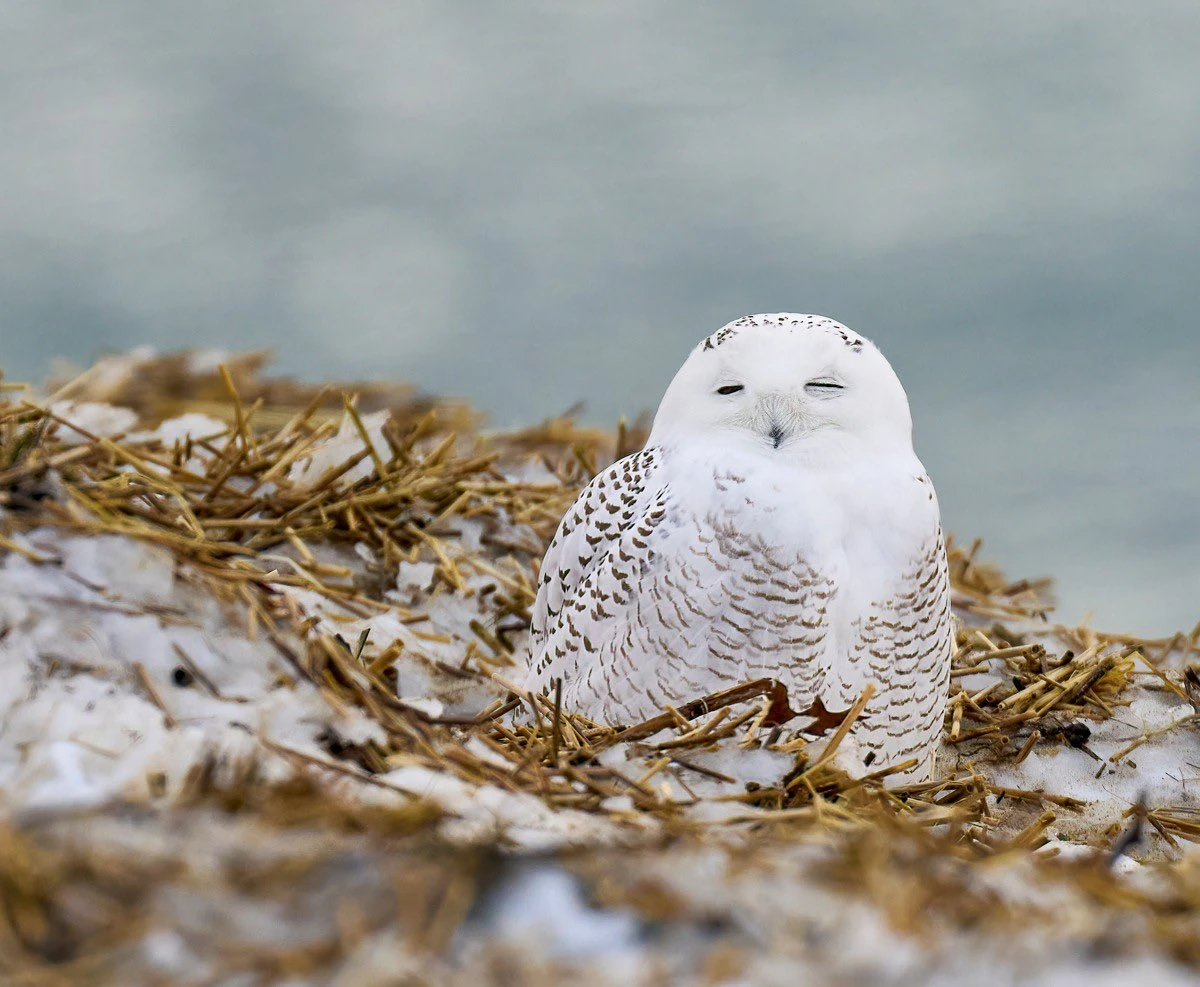 value of double red trait idra? | Fandom