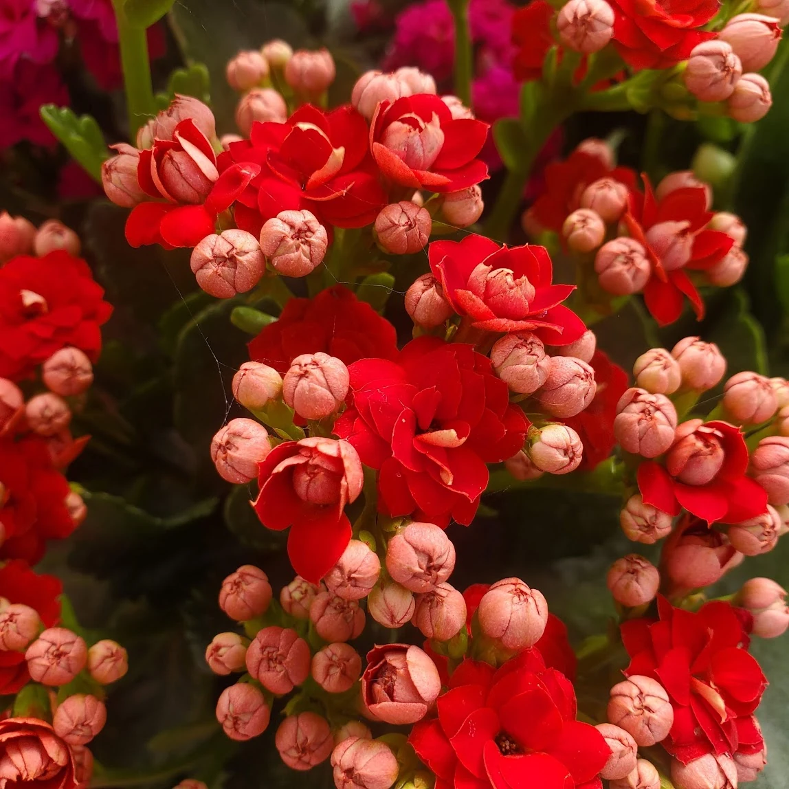 wanna see some pretty flower pictures | Fandom