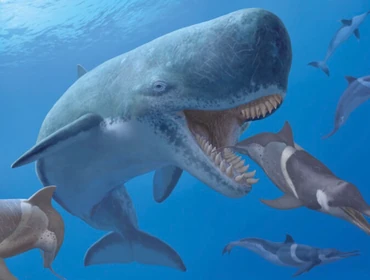 Matchup of the Miocene Sperm Whales Part 2. Which Iconic whale do you ...