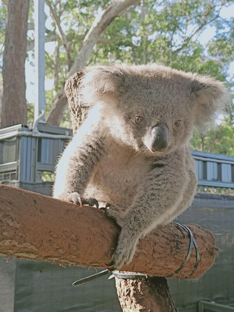 Discuss Everything About Wiki Koala | Fandom