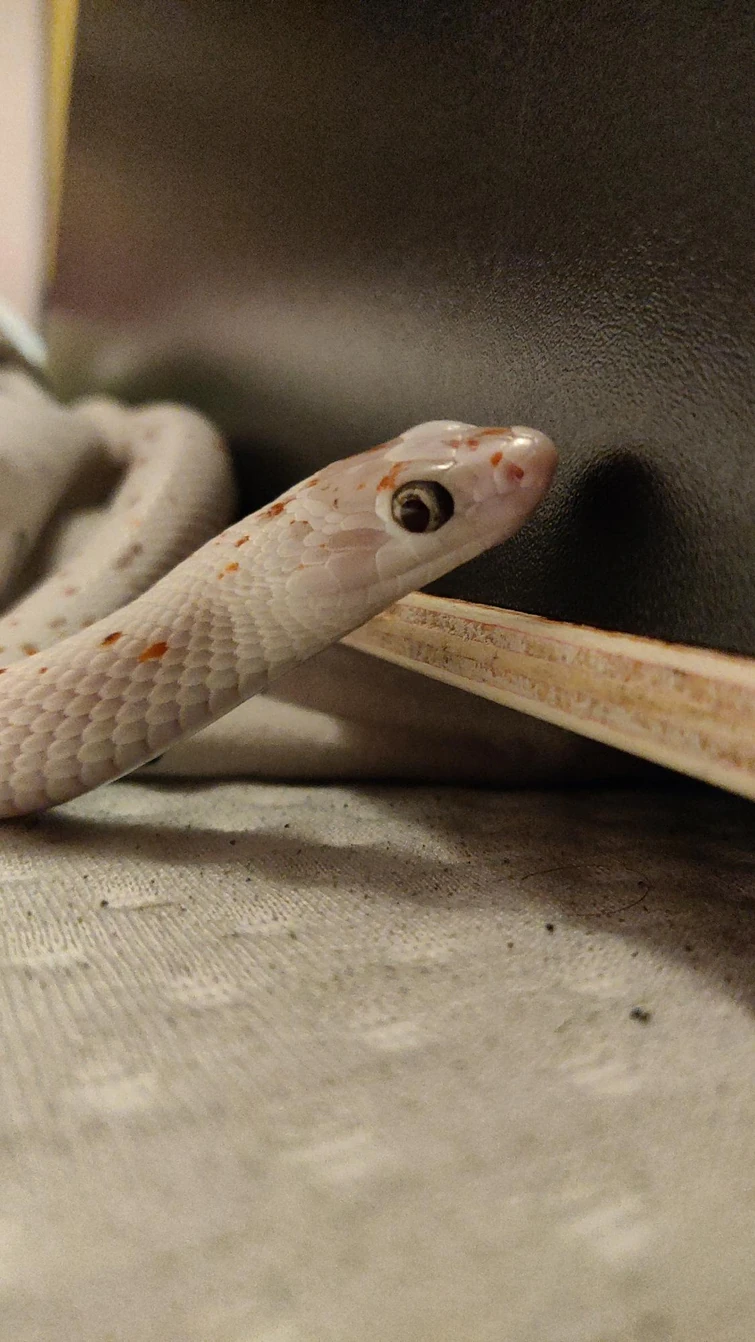 I SEE NO DIFFERENCE (Warning: IRL Snake Image down below) | Fandom