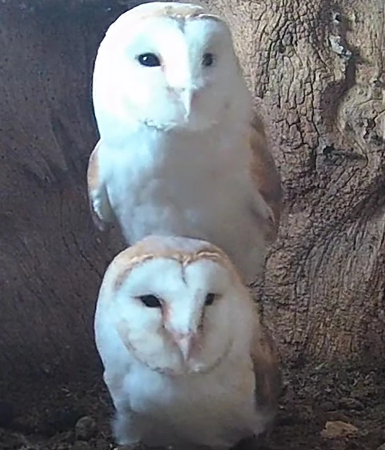 share your sussiest image | Fandom