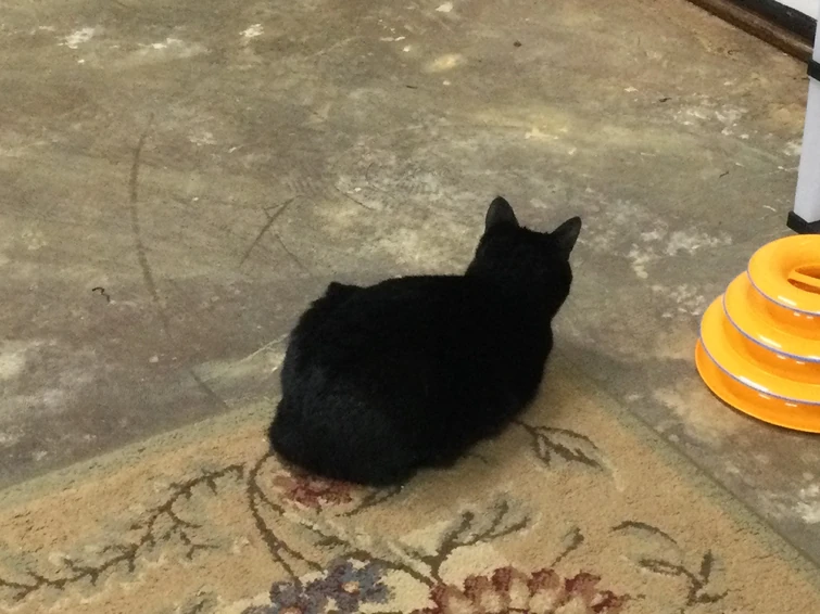 Daily cat image #108 | Fandom