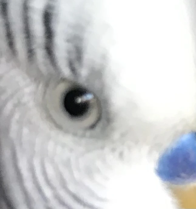 Eye reveal?! | Fandom