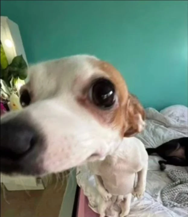 important homik stuff | Fandom