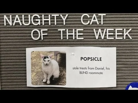 Let’s watch naughty cats of the week… Together… | Fandom