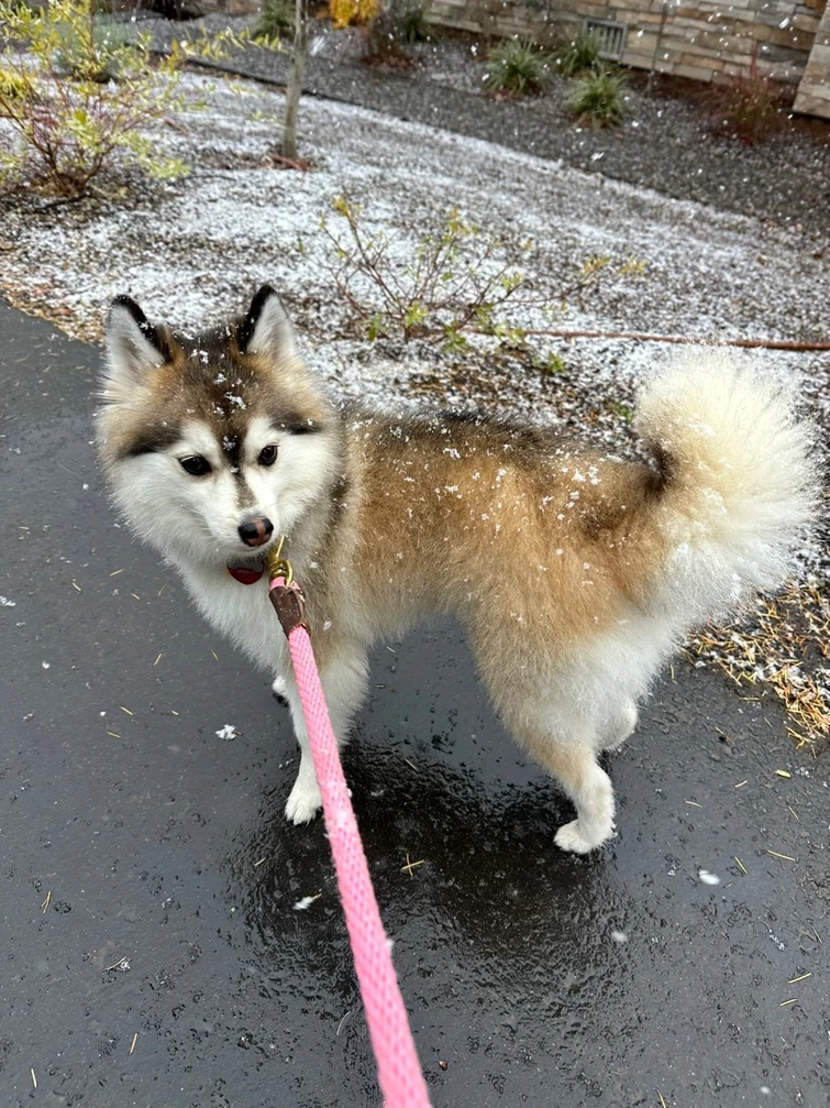 Fanmade Prodigy Pet! | Fandom