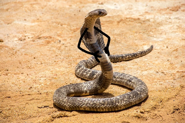 I found the cure to boredness | Fandom