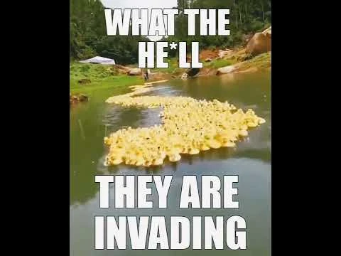 Ducky D00M comeback. | Fandom