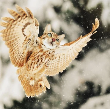 Discuss Everything About Cryptid Wiki | Fandom