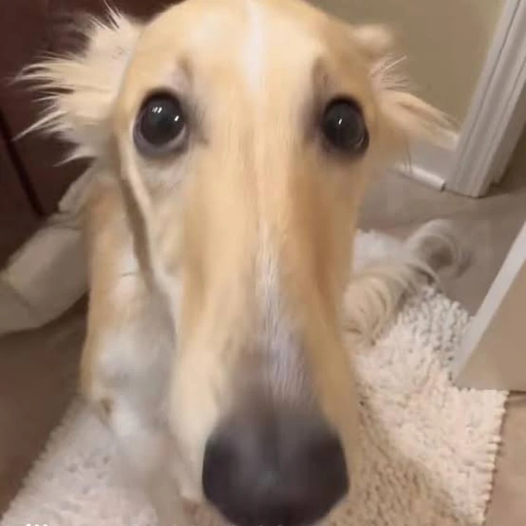 Still looking for “let me do it for you” desdog | Fandom