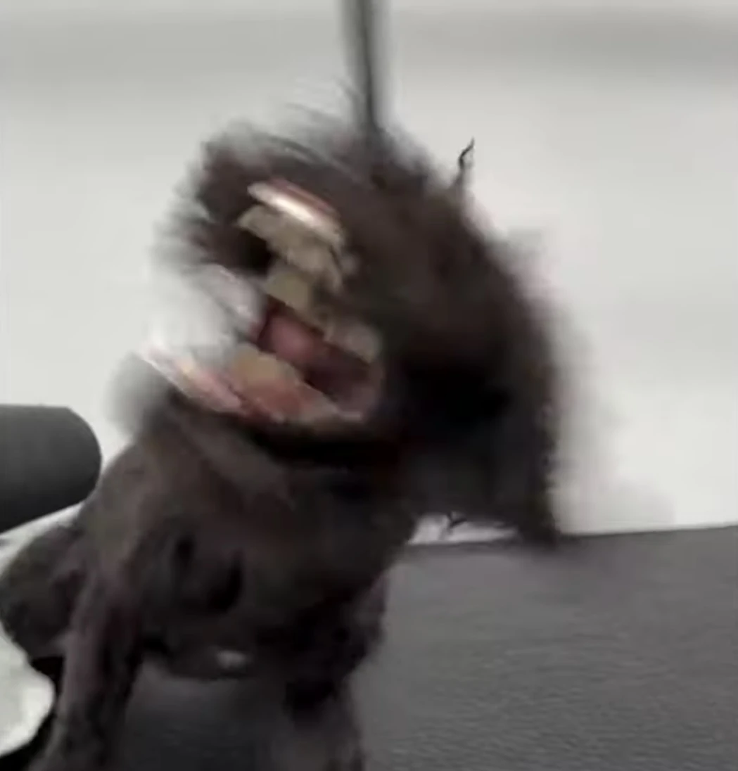 Razor be like | Fandom