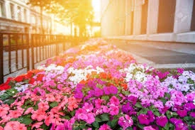 FLOWERS ARE BEAUTIFUL | Fandom