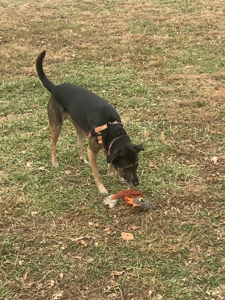 Discuss Everything About Jurassic Park Wiki | Fandom