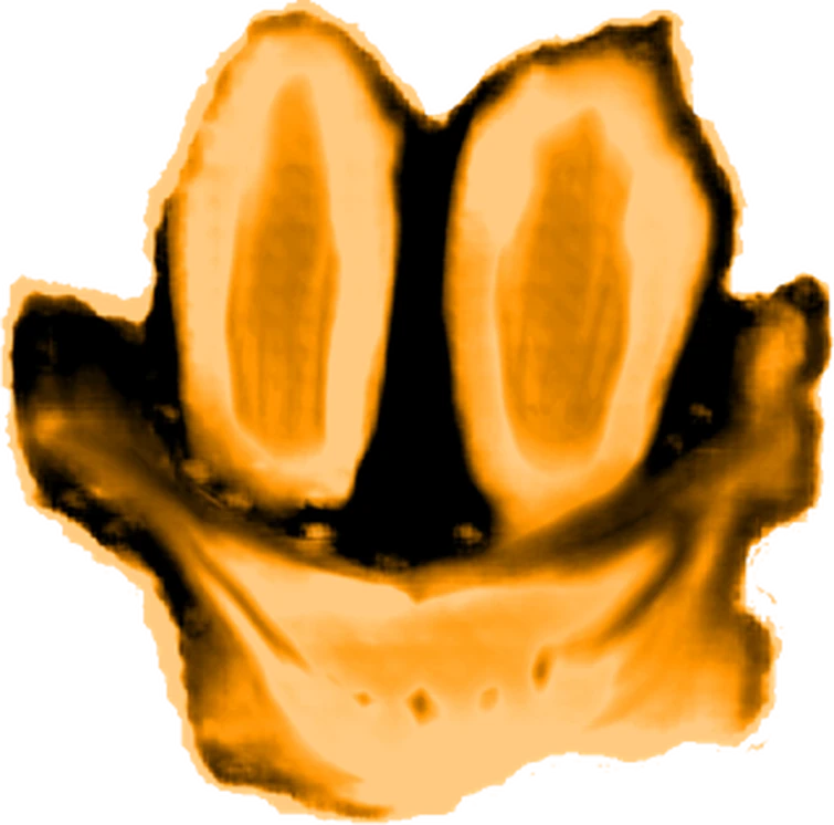 Am I good at making entities? | Fandom