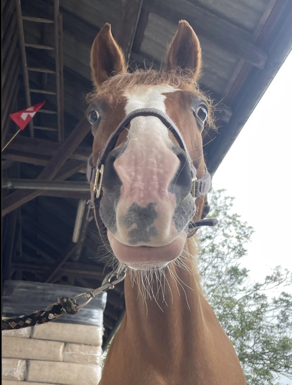 1000 posts! | Fandom