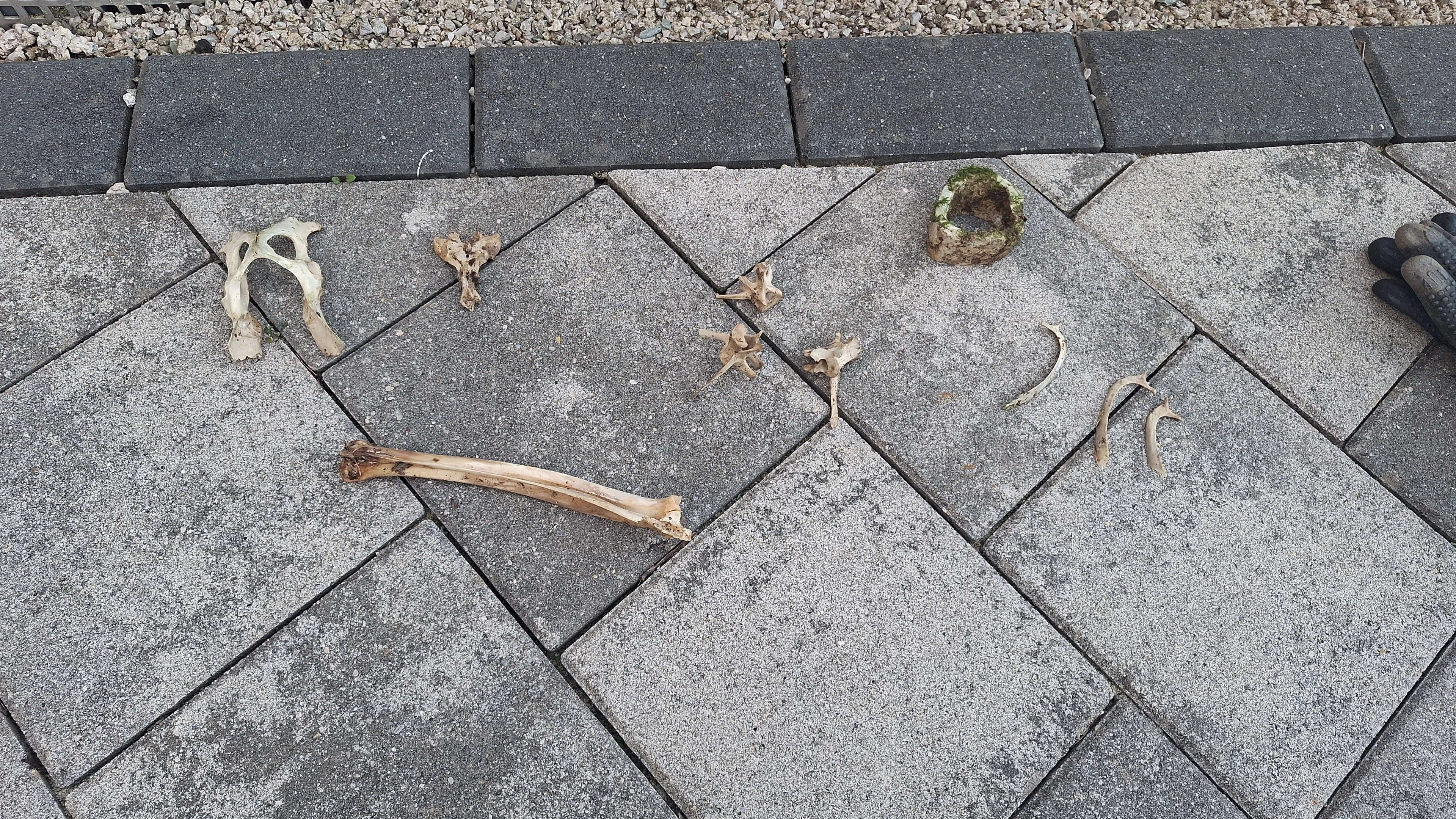 mmm bones.... | Fandom