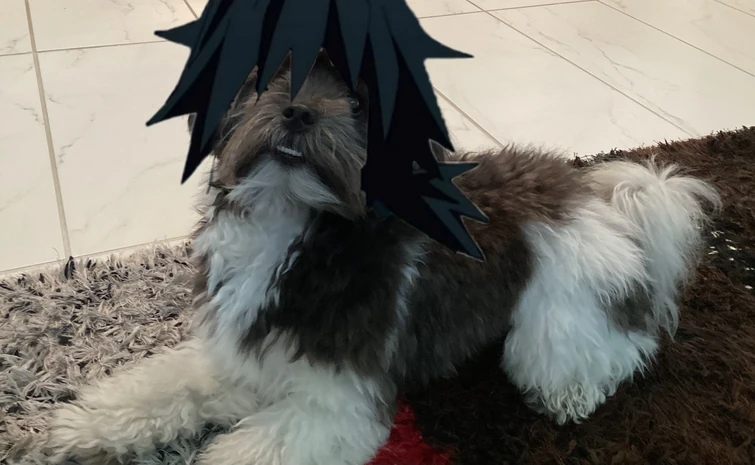 Turning my dog into Giyu | Fandom
