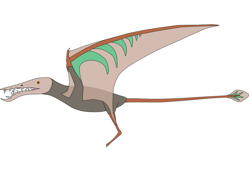 Rhamphorhynchus | Fandom