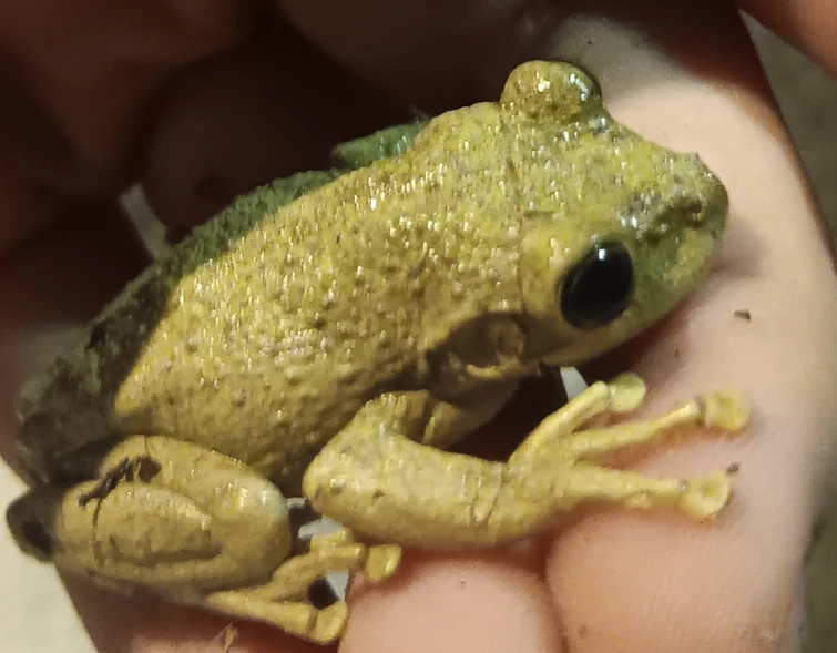 Should I make a dragon based off my pet tree frog Pickle?? 🐸 🥒 | Fandom