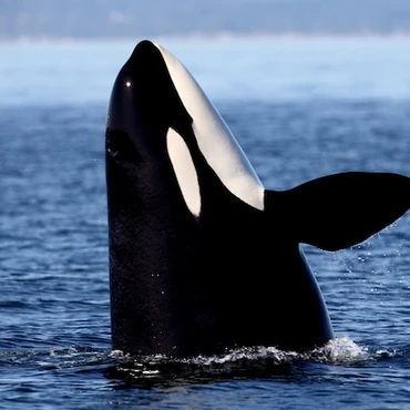 Orca vs Spinosaurus (takes place in deep water) | Fandom