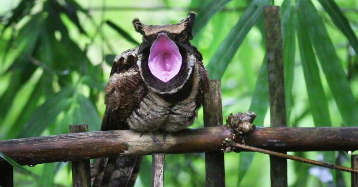 Give this image a CoS related caption | Fandom