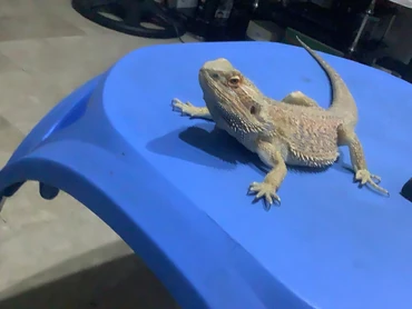 Discuss Everything About BAAR - Be an Alien: Renewal Wiki | Fandom