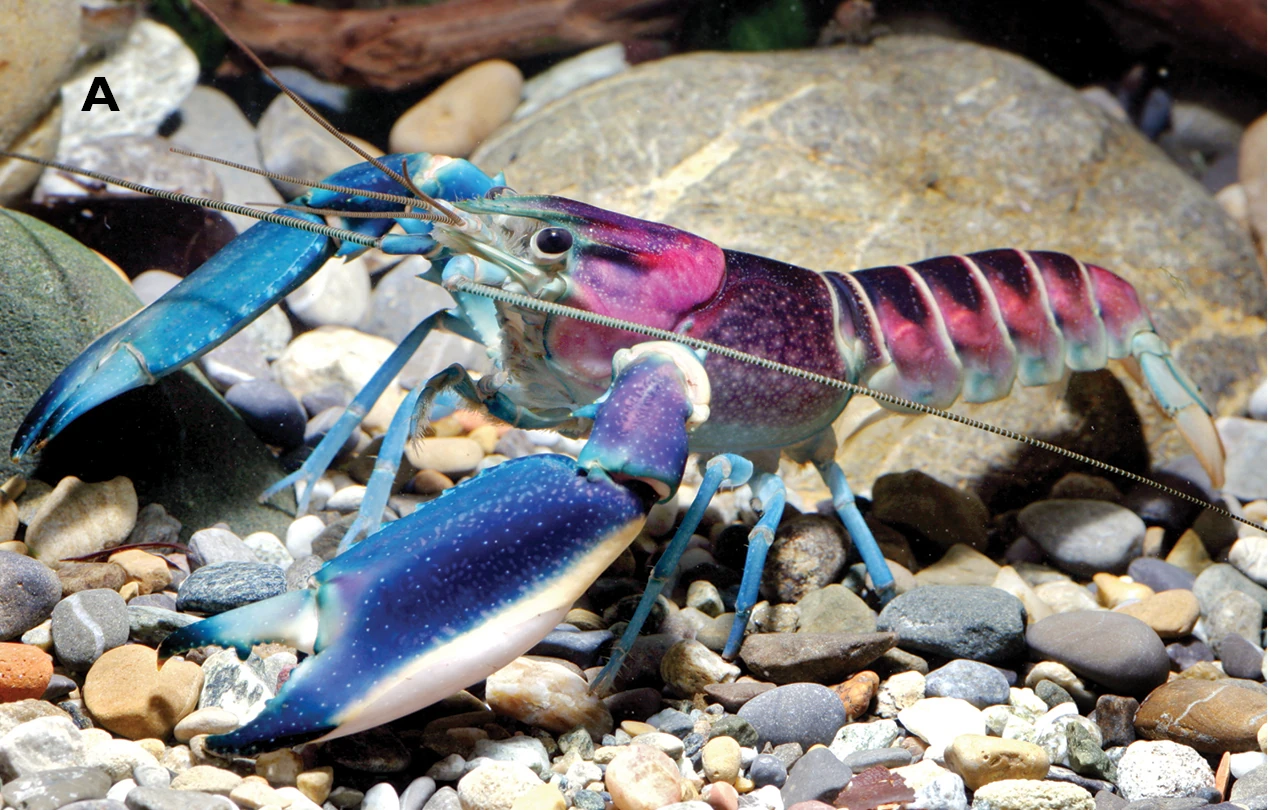 Meet the Thunderbolt crayfish also known as Cherax pulcher | Fandom