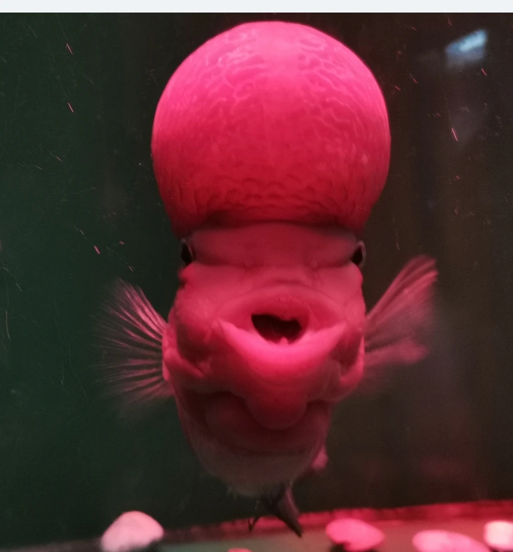 Everyone calm down, it's big brain feesh time | Fandom