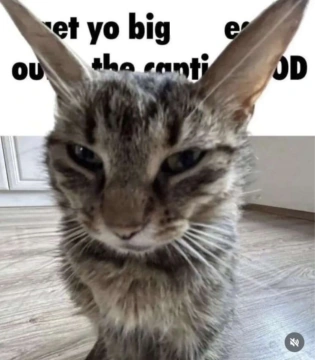 Survival the evil cats on scratch all cat variants currently | Fandom