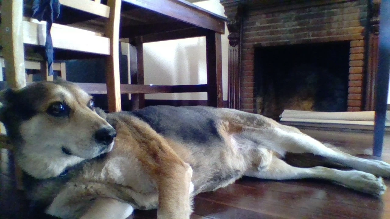 I feel like the developers are getting lazy | Fandom