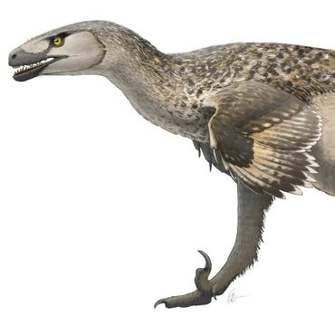 Dromaeosaur WDYLM - Third Place | Fandom