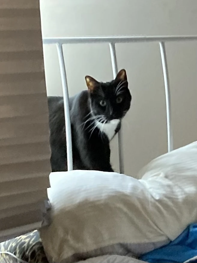 Daily Shadow - Day 72 | Fandom