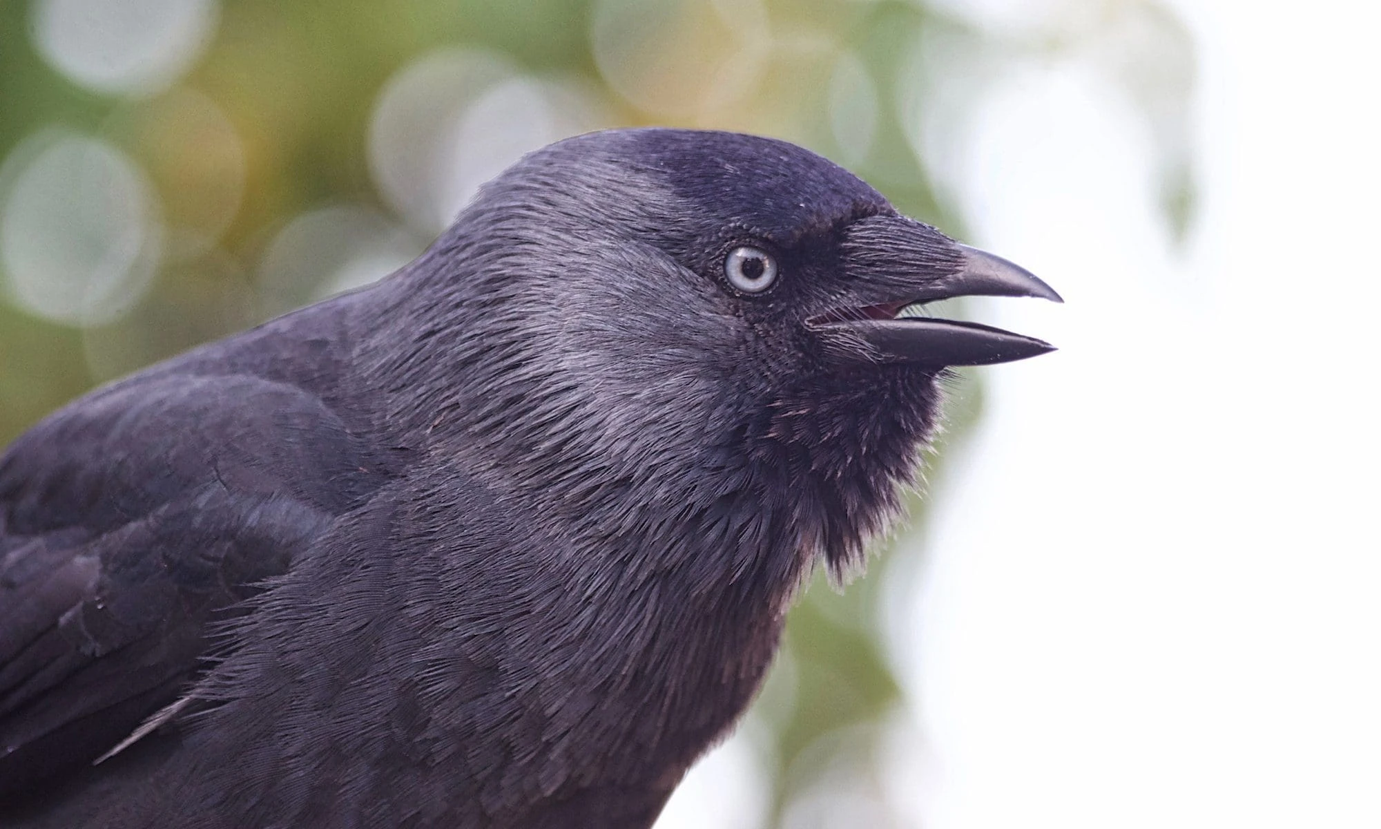 corvid | Fandom